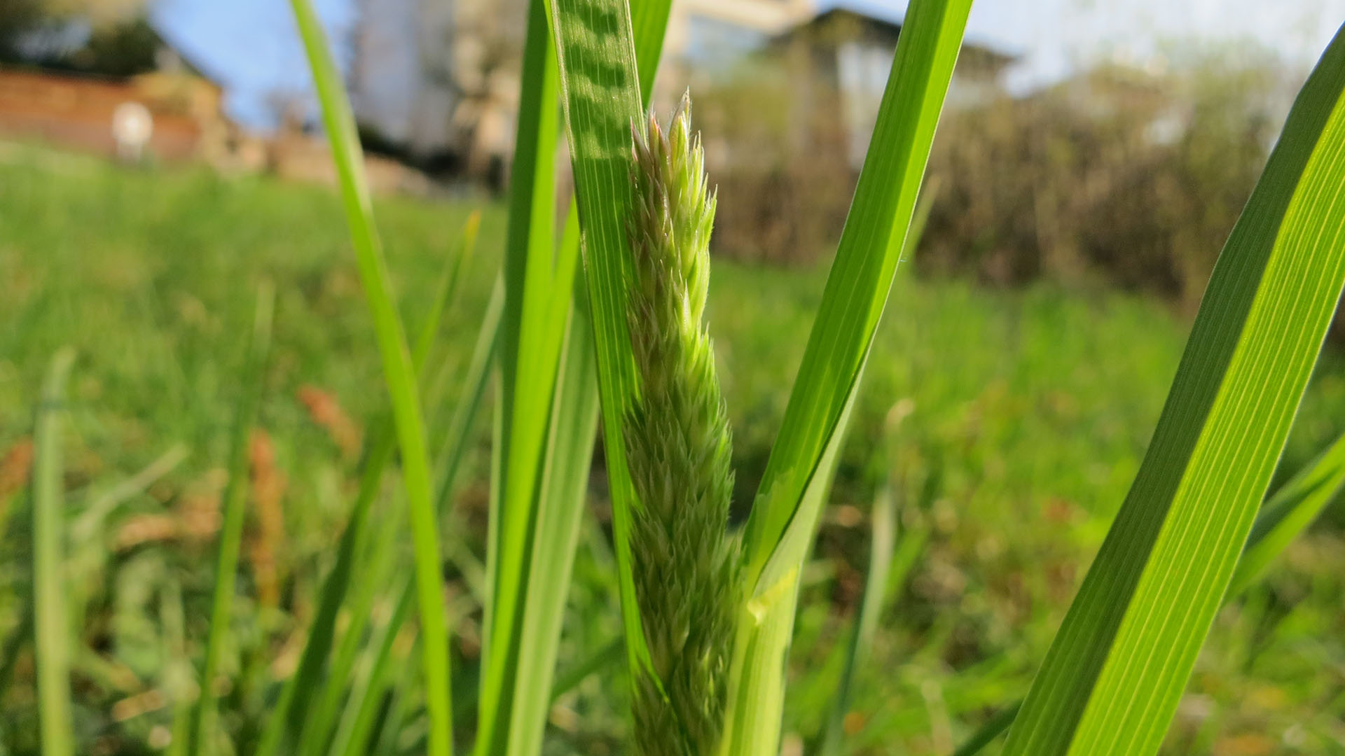 Phänoflex | ÖPUL - Naturschutzmonitoring ...