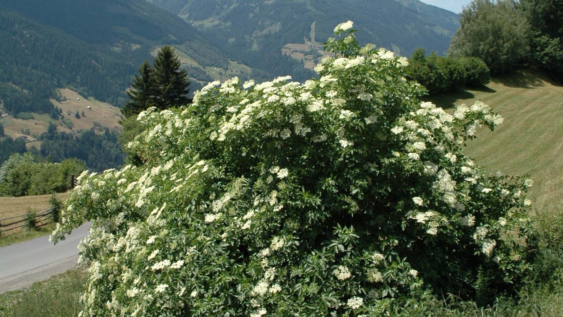 Phänoflex | ÖPUL - Naturschutzmonitoring ...